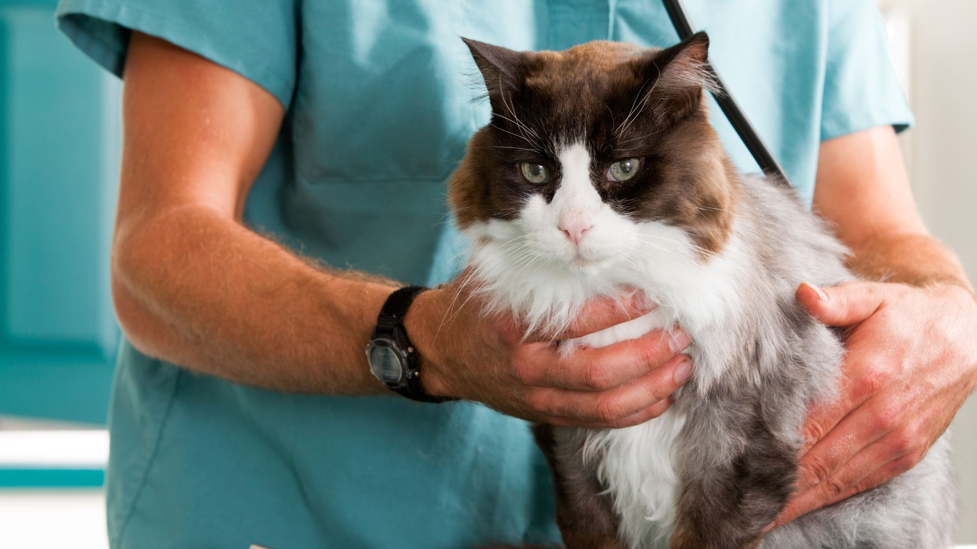 Pet Colonoscopy In Austin, TX | Lawrence Mobile Internal Medicine ...